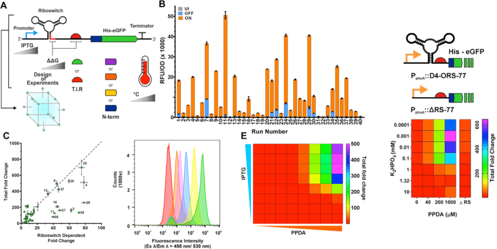 Development of RNA genetic tools – DIXON LAB