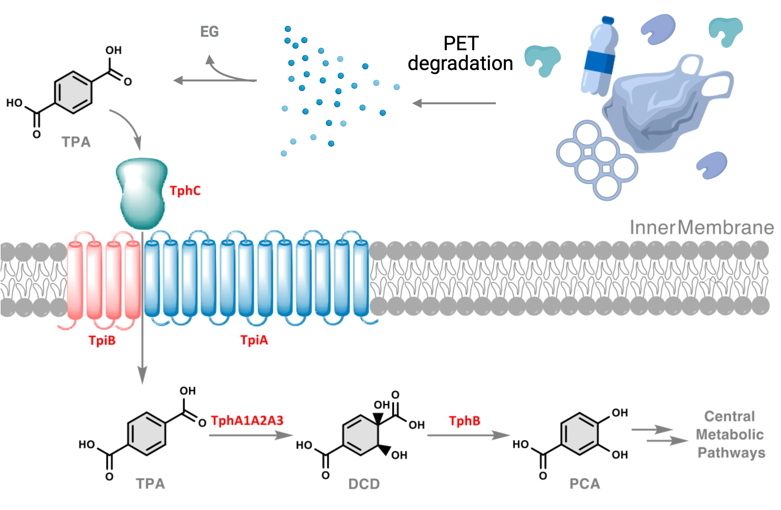 Cellular Transport – DIXON LAB